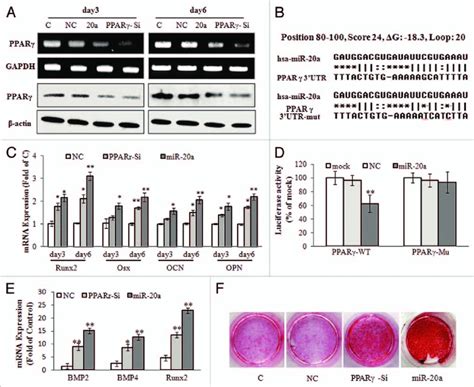 Pparγ Was A Target Of Mir 20a And It Suppressed Osteogenesis Of Hmscs
