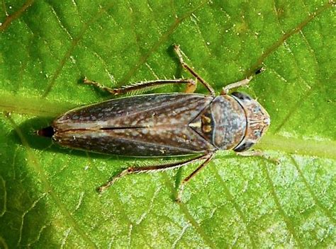 Leafhopper Graphocephala Confluens Bugguide Net