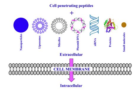 Cell Penetrating Peptide Qyaobio