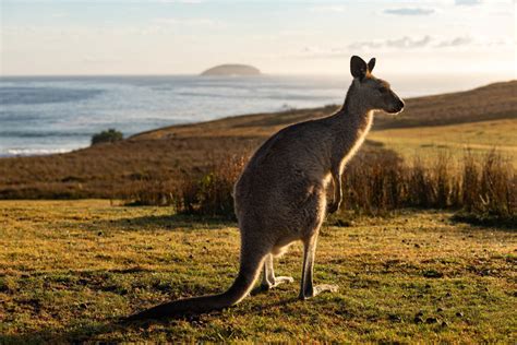 Kangaroo Teeth Growth Patterns Shed Light On Age And Sex Enhancing