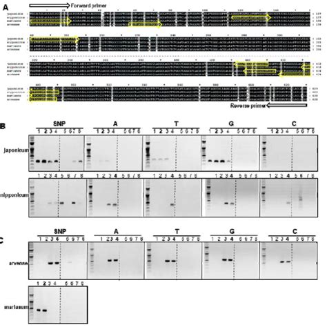 Sequence Alignment And Products Of Arms Pcr Using The Its Nuclear