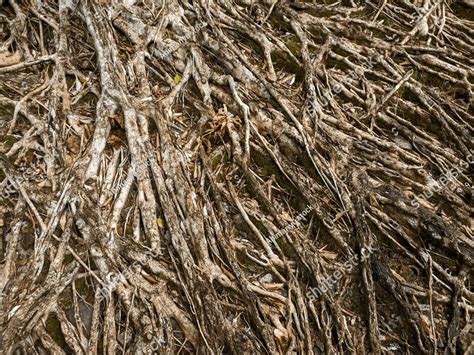 For Background And Texture Large Tree Roots That Emerge From The