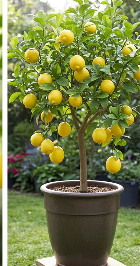 სახლი სიმწვანეში Added A New Photo სახლი სიმწვანეში