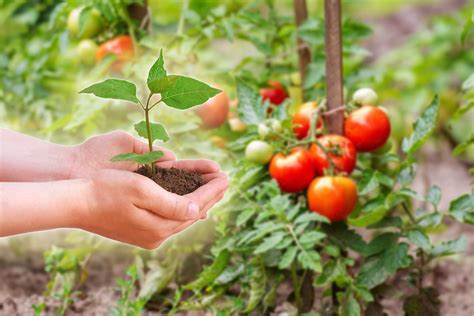 Legumele Pe Care Po I S Le Plantezi L Ng Ro Ii Nu Vor Afecta Recolta Impact Ro