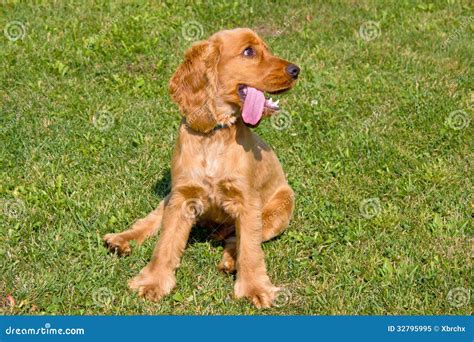 Giovane Cane Rosso Di Cocker Spaniel Di Inglese Immagine Stock