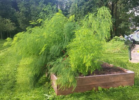 Growing Asparagus In A Raised Bed — Planting An Asparagus Bed