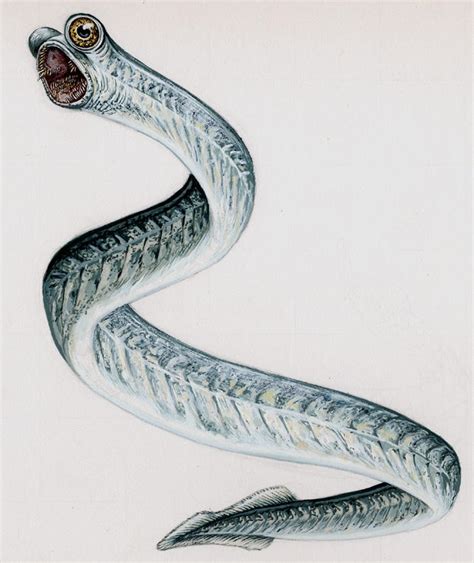 Conodont Alchetron The Free Social Encyclopedia