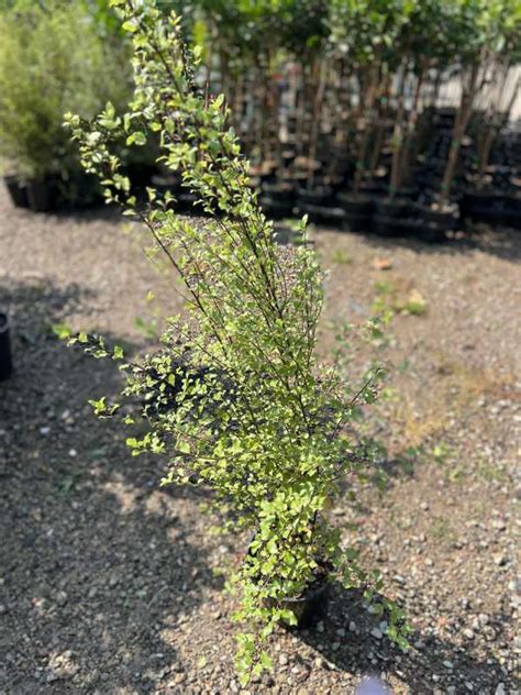 How To Care For Pittosporum Silver Sheen