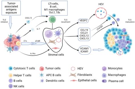 The Maturity Classification Of Tertiary Lymphoid Structures Download Scientific Diagram