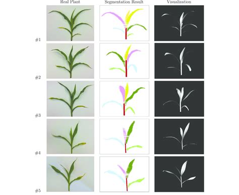 Segmentation And 3d Holographic Visualization For All Five Plants Download Scientific Diagram