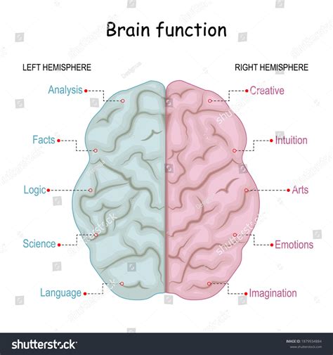 Brain Function Left Analytical Right Creative Stock Vector Royalty Free 1879934884 Shutterstock