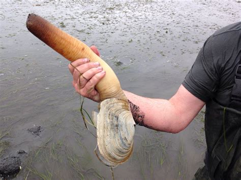 Giant Geoduck