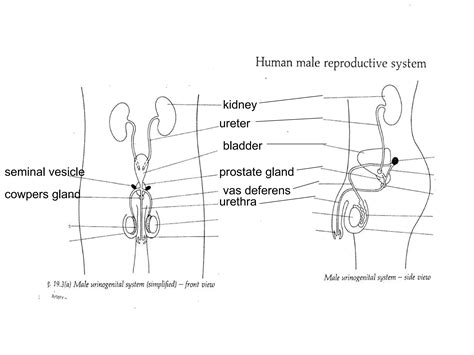 Human Reproduction Sex Organs PPT