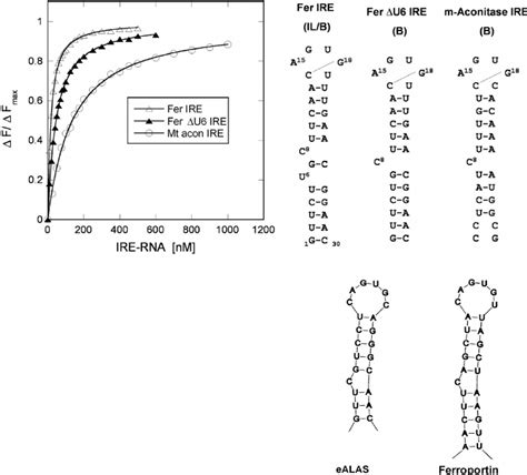 Irp1 Ire Rna Solution Binding Compared For Three Ire Rnas Irp1 Download Scientific Diagram