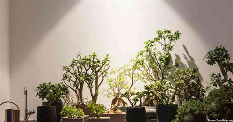 How Do I Care For A Schefflera Bonsai Tree Bonsai Tree Help