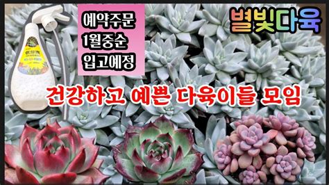 2024년1월9일건강하고 예쁜 다육이들별빛다육블랙다이아몬드요아수묵은둥이 수정마리아철화비로봉신년세일 Youtube