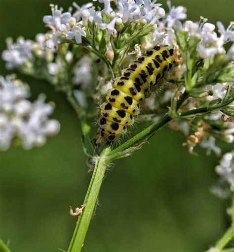 Six Spot Burnet Moth And Caterpillar Badbury Rings Dorset Butterflies