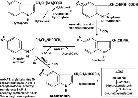 Steps Of Synthesis Of Melatonin In The Pineal Gland Download