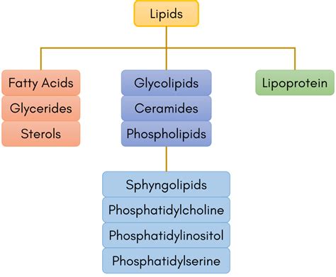 Lipidomics For Studying Metabolism The Metabolomics Innovation Centre
