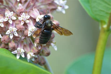 Bee Black Insect - Free photo on Pixabay - Pixabay