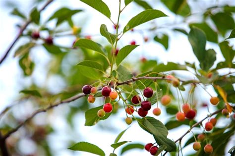 Premium Photo Leaves And Fruits Of Cherry