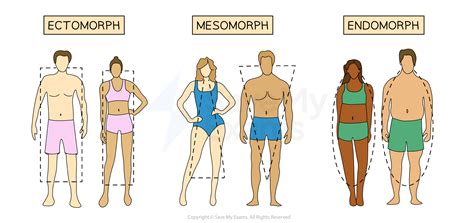 Body Types Aqa Gcse Physical Education Pe Revision Notes 2016