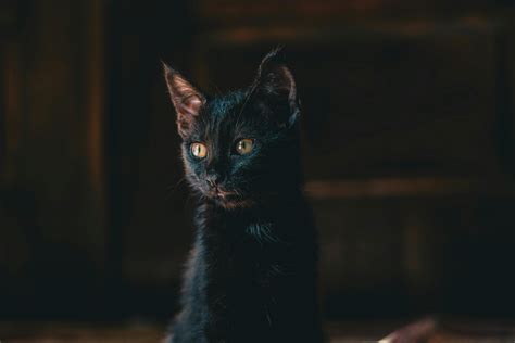 Cat Black 4k Wallpapers Wallpaper Cave