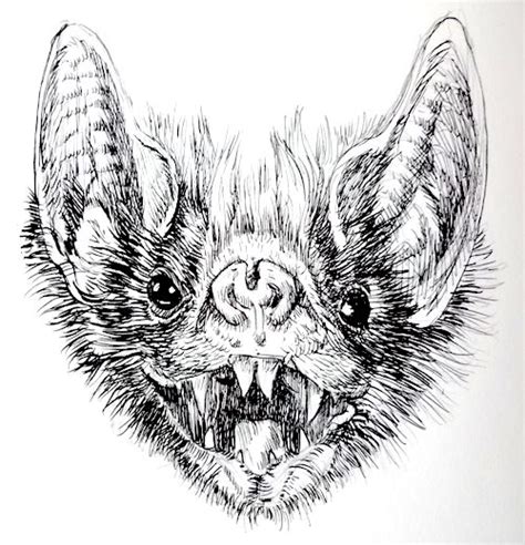 Bat Face Drawing At Explore Collection Of Bat Face