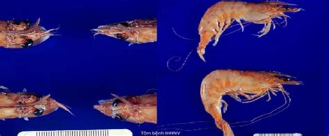 Some Common Diseases In Farmed Shrimp