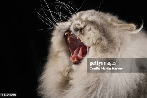 Spotted Tabby Photos And Premium High Res Pictures Getty Images