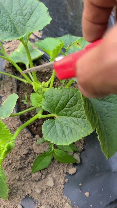 참외 순치기 손자순에서 열매가 맺히게 하세요 Youtube