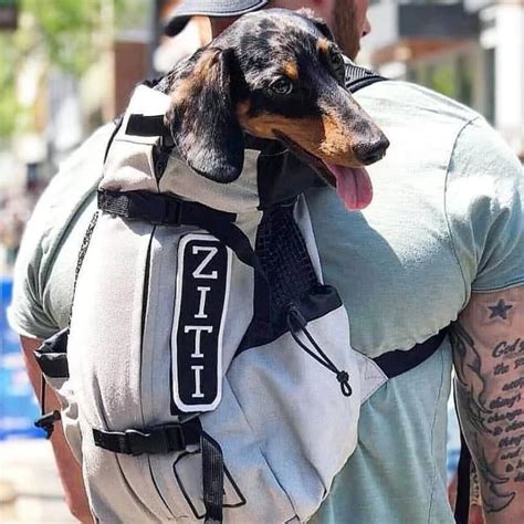 What Is The Best Dachshund Backpack Top 3 Picks