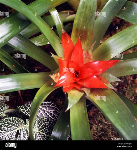 Droophead Tufted Airplant Guzmania Lingulata Bromeliaceae Stock