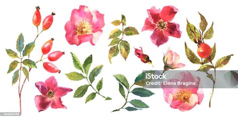 수채화 개 장미 열매 꽃 녹색 잎 흰색 배경에 격리 된 Briar 로즈힙에 대한 스톡 벡터 아트 및 기타 이미지 로즈힙 일러스트레이션 가을 Istock