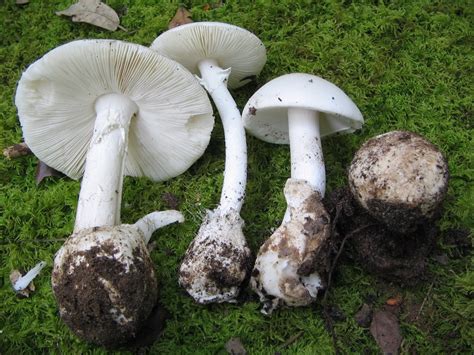 Мухомор белый (Мухомор весенний) (Amanita verna) фото и описание