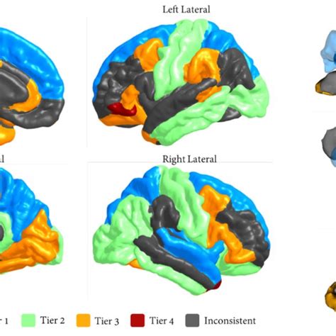 Cortical Left And Subcortical Right Mapping Of Hierarchical Tiers