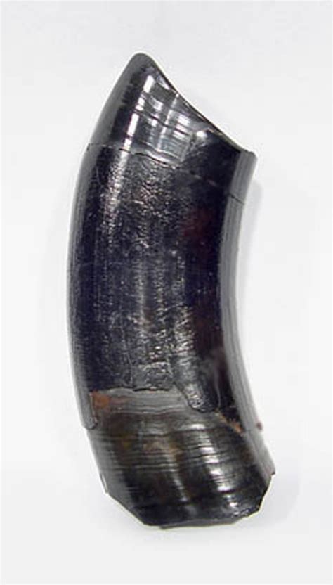 Fossil Ground Sloth Paramylodon Molar Tooth Teeth Tusk