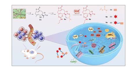 Design Of Ros Triggered Sesquiterpene Lactone Sc Prodrugs As Trxr1