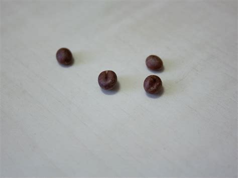 Удивительные всходы 13 необычных растений из семян на моем подоконнике Вспоминая о лете Дзен