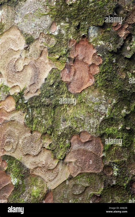 Kauri Baum H Reed Kauri Gedenkpark Whangarei Northland Neuseeland Stockfotografie Alamy