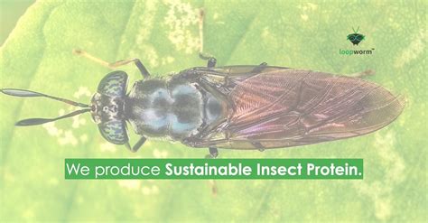 Loopworm We Produce Sustainable Insect Protein