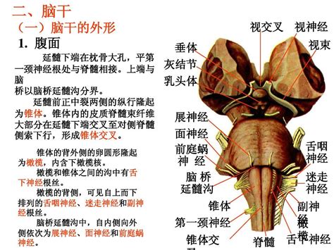 人体解剖：脑干相关知识 Word文档在线阅读与下载 无忧文档