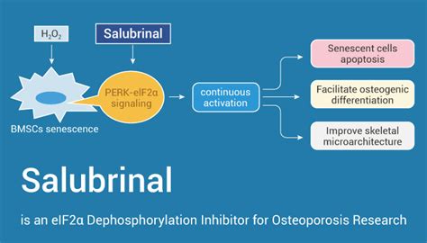 Salubrinal Is An Eif2α Dephosphorylation Inhibitor For Osteoporosis