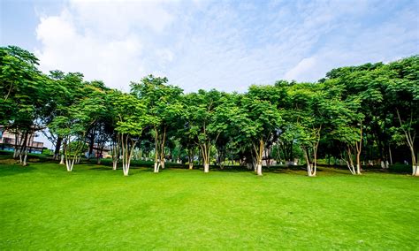 Spacing Trees Why Its Essential To Properly Space