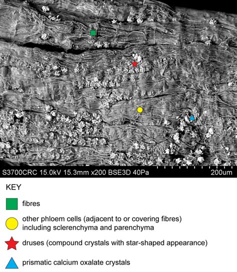 Variable Pressure Scanning Electron Microscope Image Of Pipturus