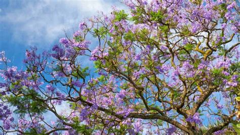 How To Plant Grow And Care For Jacaranda Tree Easily Planet Natural