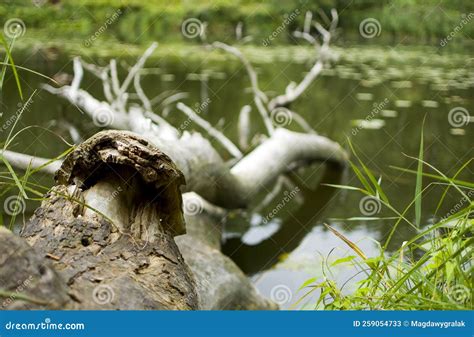 Dried Trunk Of Tree Lying In Water Stock Image Image Of Destroy Tranquility
