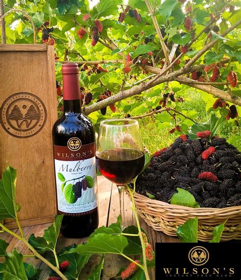 Mulberry Wine Philippines Wilsons Instant Tree Bank Mulberry Wine Wine Pampanga