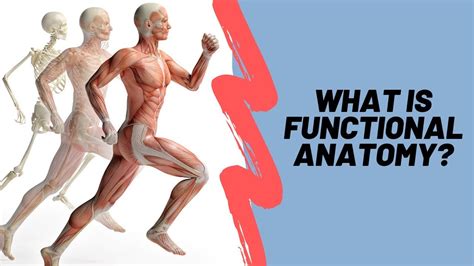Functional Anatomy Definition