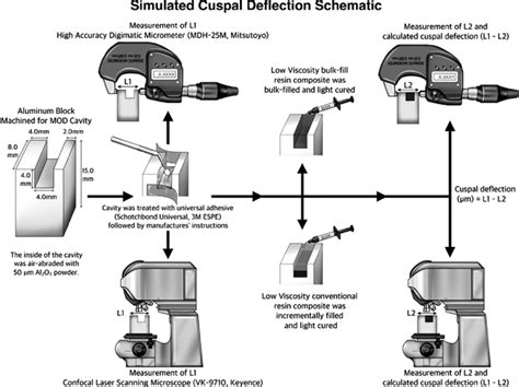 Schematic Drawing Of The Experimental Setup For Simulated Cuspal Download Scientific Diagram